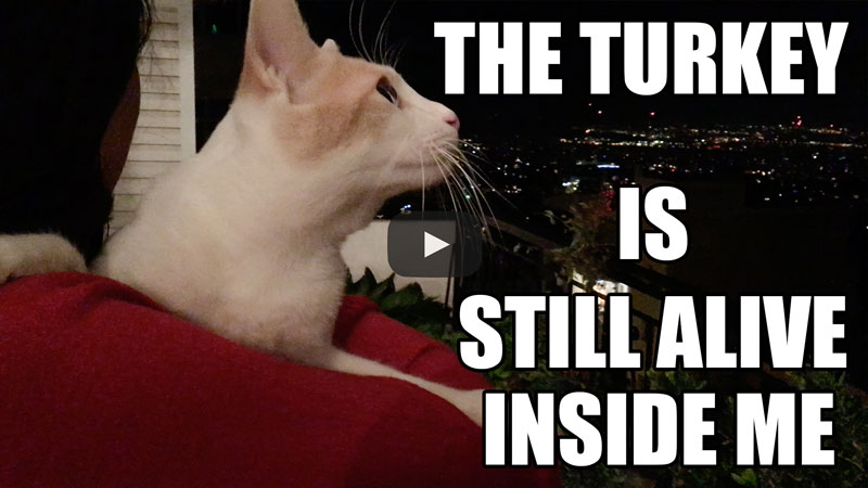 The Turkey is Still Alive Inside Me