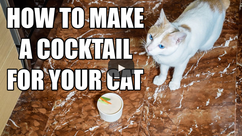 How To Make A Cocktail For Your Cat